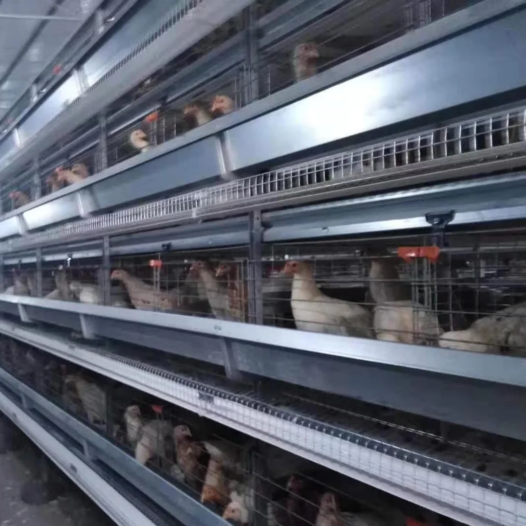 Shandong Huabang Agriculture and Animal Husbandry Machinery Co.Ltd